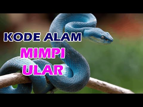 Erek Erek Mimpi Ular Kode Alam 2D 3D 4D | Angka Mimpi Ular | Mimpi Ular ...