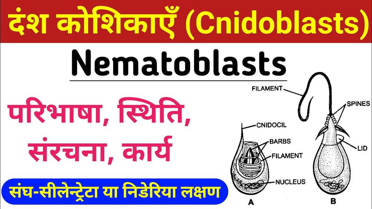 Cnidoblasts or Nematoblasts | Nematoblasts structure and function | दंश ...