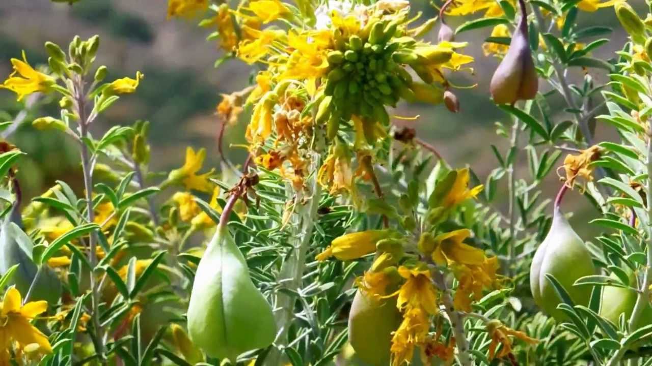 Bladderpod, Peritoma arborea, San Diego, California - YouTube