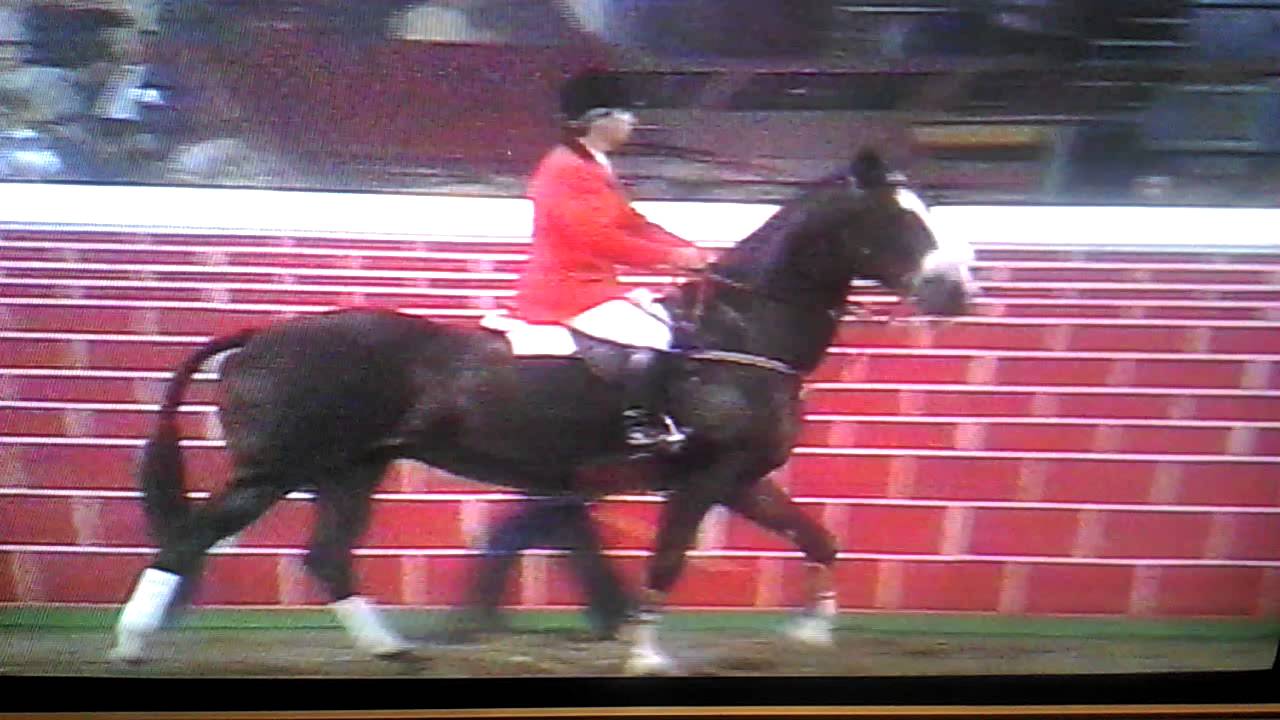 Nelson Pessoa Miss Moet Hoys - YouTube