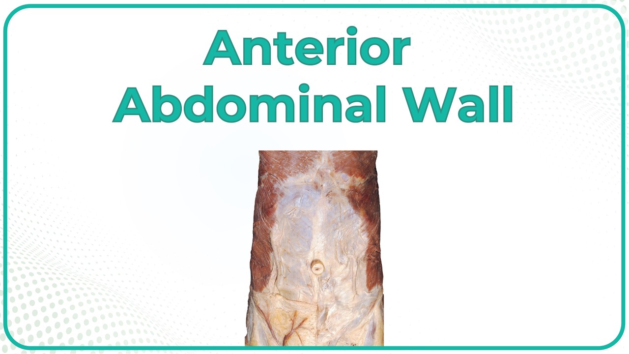 Anterior Abdominal Wall Cadaveric Anatomy | USMLE Step 1 | Cutaneous ...
