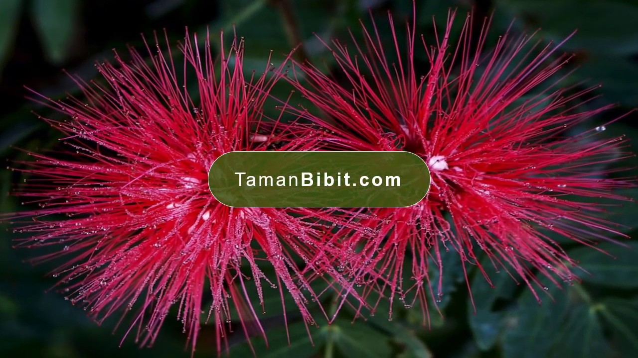 🌱 Jual Benih / Biji Pohon Kaliandra Merah Unggul ☎️ 0812 3241 2221 ...