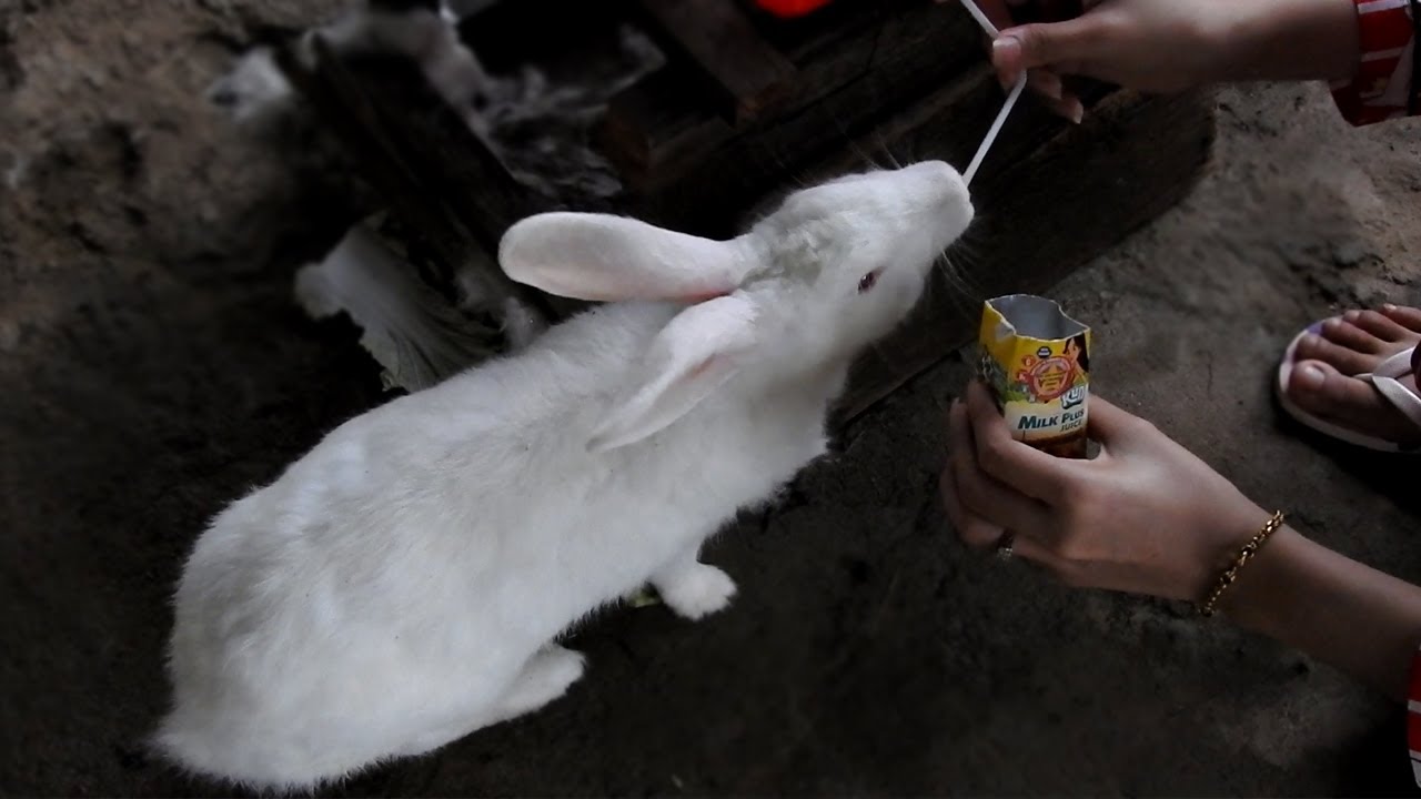 Sister feeding milk to her rabbit - rabbits drink milk - YouTube
