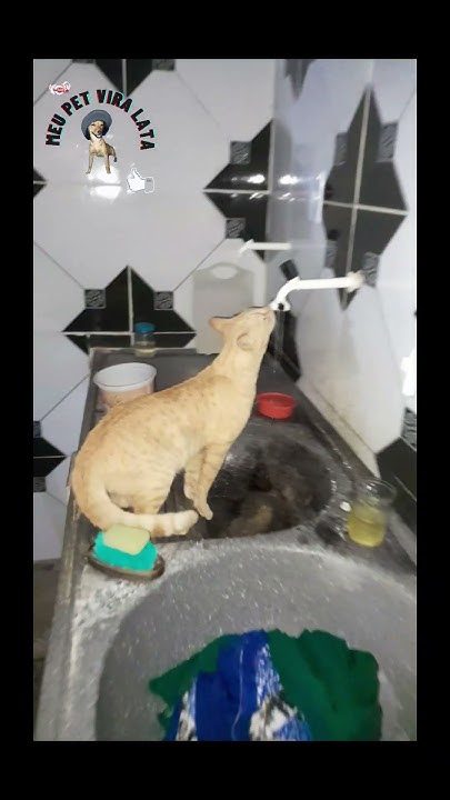 Xaxa deixa ele bebe #subscribe #pets - YouTube