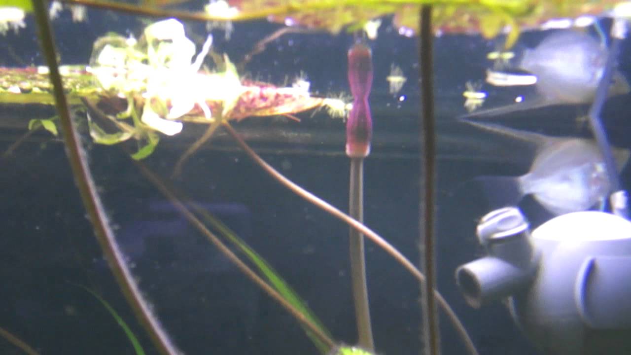 Tiger lotus blooming - YouTube