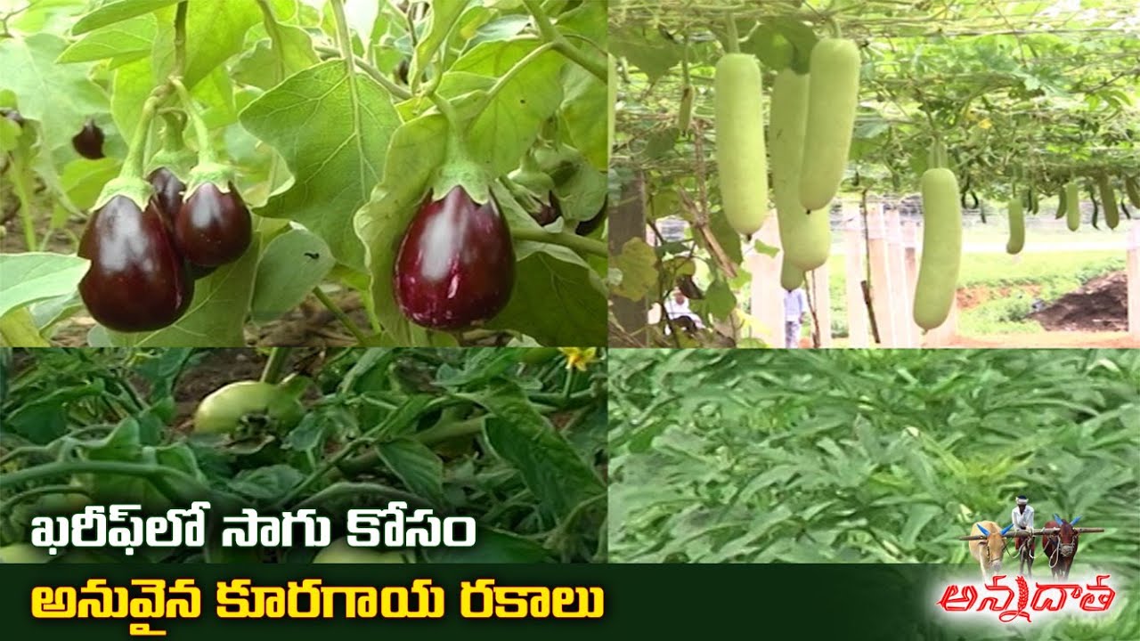Vegetable Varieties for Kharif | ఖరీఫ్‌ కూరగాయలు - YouTube