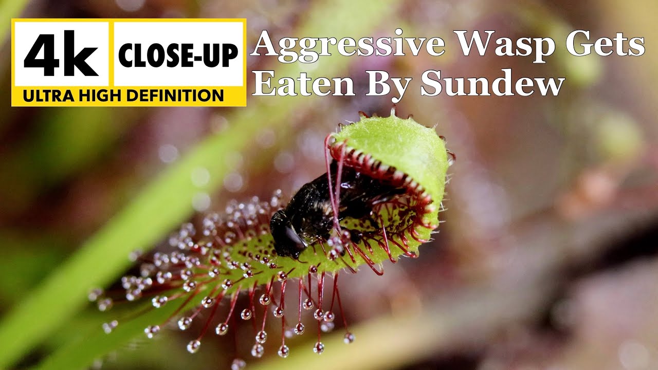 Cape Sundew Annihilates Ferocious Wasp - YouTube