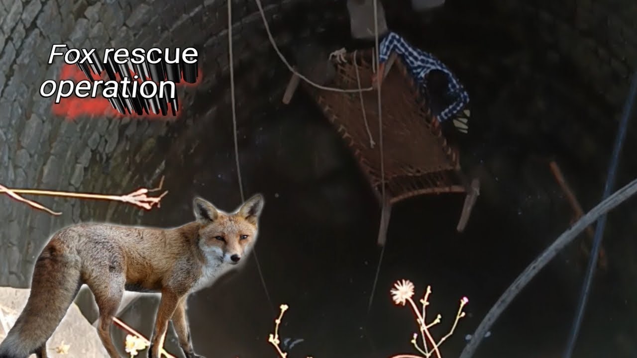 Fox rescue operation🦊🦊 - YouTube
