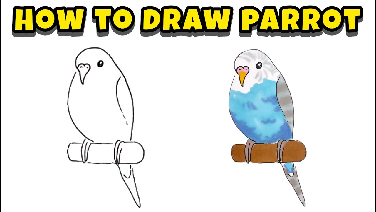 Follow Along and Learn How to Draw Parrot – Beginner's Guide to Drawing ...