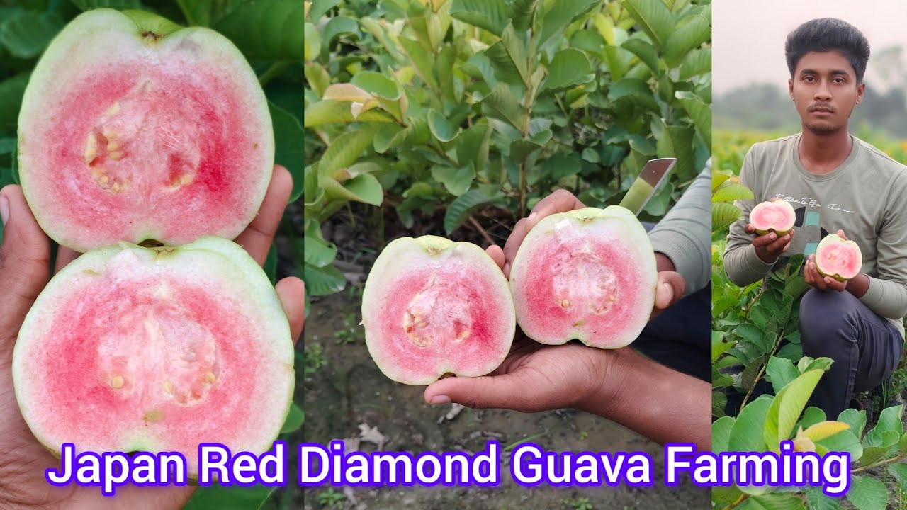 Japanese Red Diamond Guava plant available low price all india fruits ...