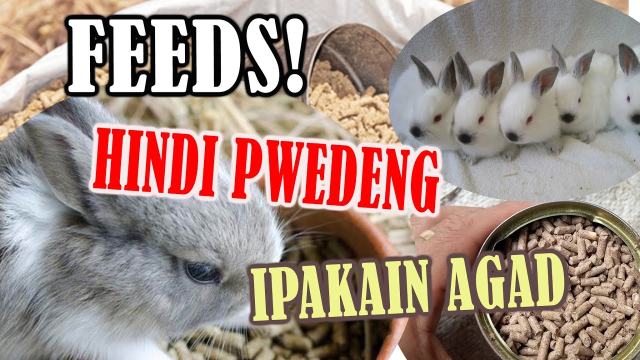 BEGINNERS GUIDE:(Rabbit farming) TAMANG NUTRITION NA KINAKAILANGAN NG ...
