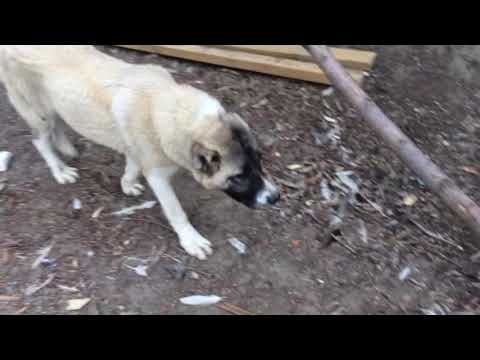 kangal samsun yavrular yılan yakalıyor