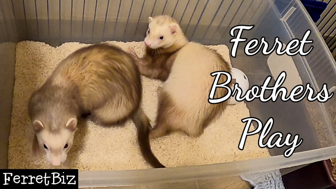 Ferret Brothers Playing (Ferret Business #110) - YouTube