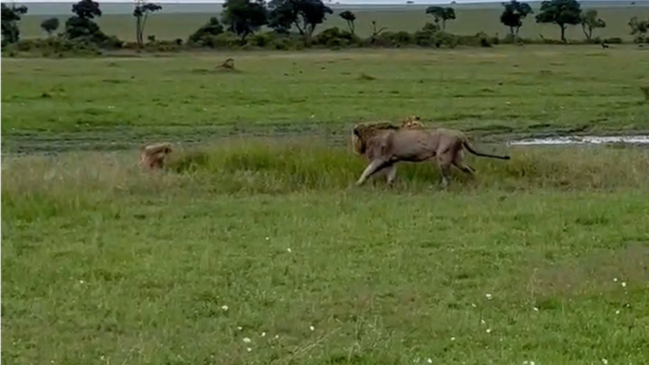 Six male lions catch a male lion sleeping In their territory - YouTube