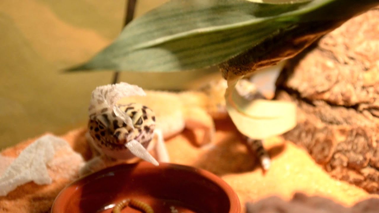 Isabella the Leopard Gecko eating her tail "shed" - YouTube