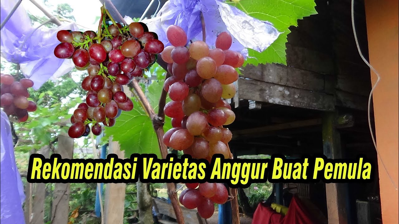 Inilah Rekomendasi Varietas Anggur Yang cocok Ditanam untuk Pemula ...