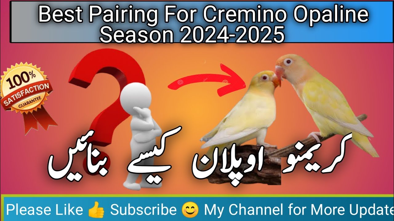 How To Produce Cremino Opaline Part2 ||Cremino Opaline Working|Cremino ...