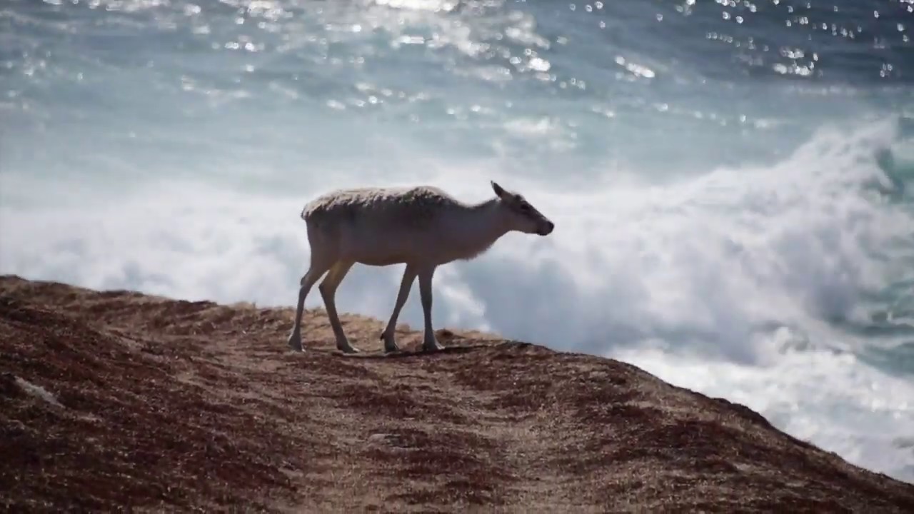 Newfoundland Caribou on Easter Sunday - YouTube