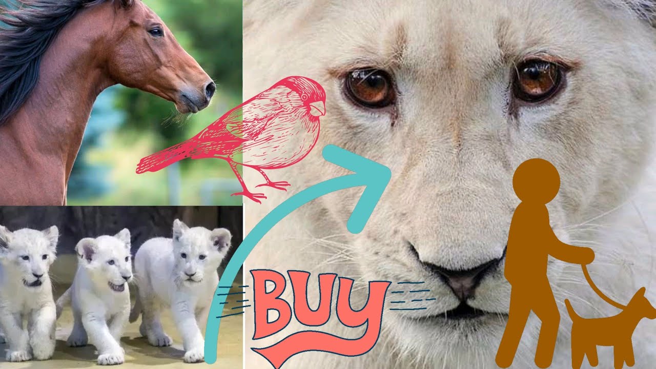 5 Expensive PETS that when OWNED can make one a MILLIONAIRE - YouTube