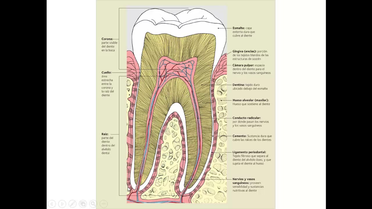Odontogénesis-1. Los componentes del diente - YouTube