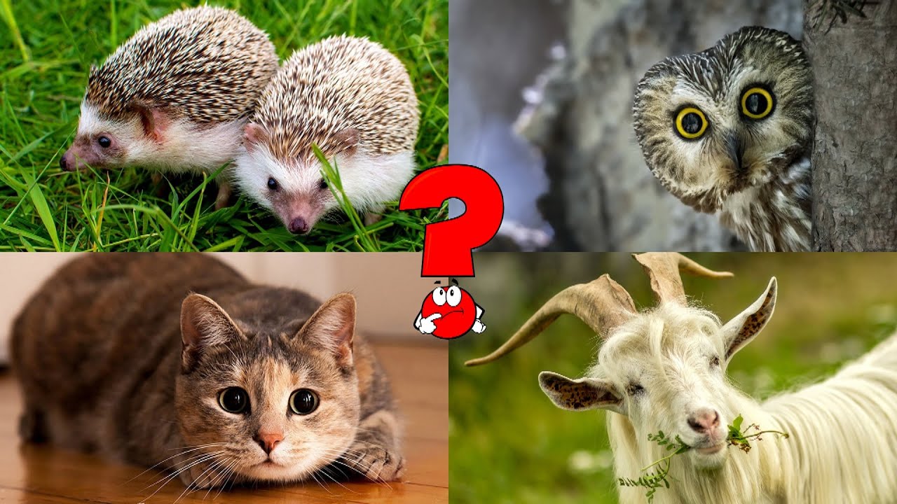 Forest Friends Adventure: Meet the Woodland Creatures! For Kids and ...