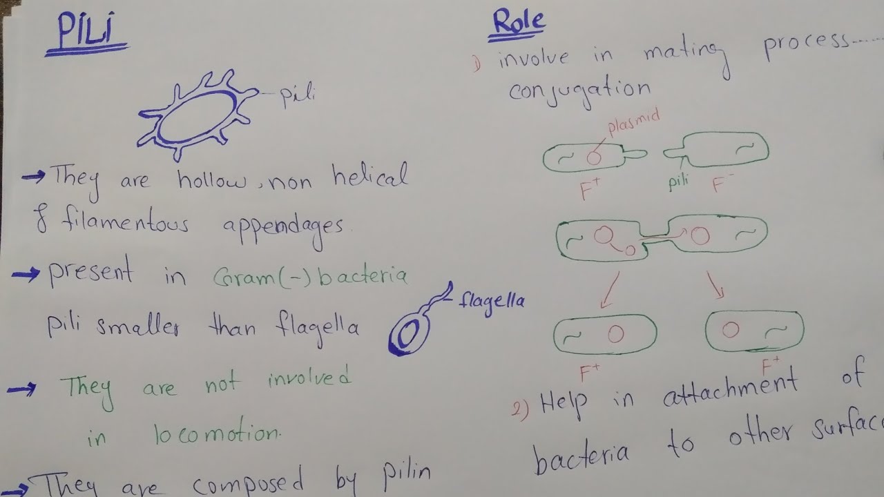 Pili structure and their Roles| Easy lecture| class biology 11. - YouTube