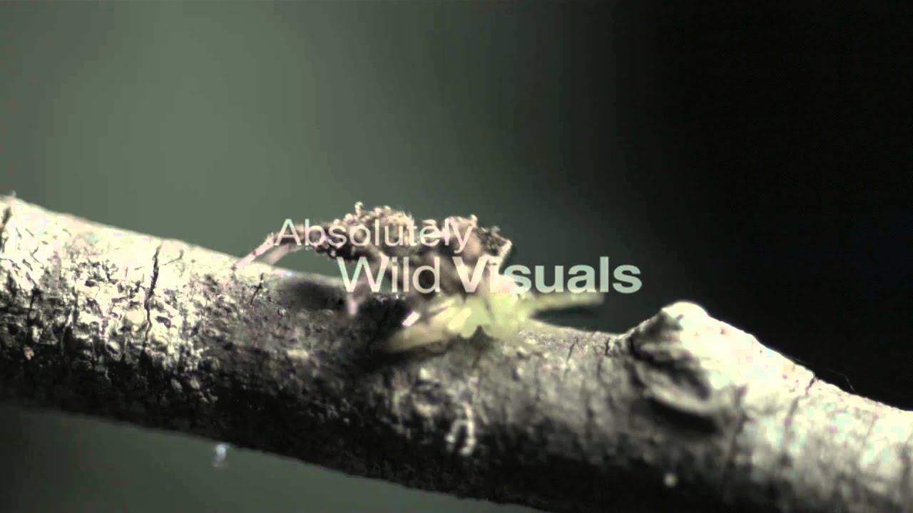 Spider Fight: Green Jumping Spider versus Portia spider - YouTube