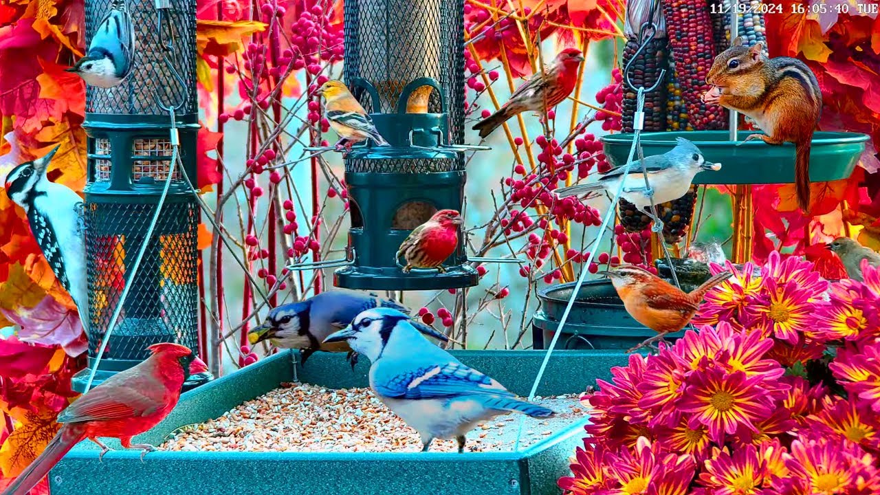🔴LIVE Cottage Garden Bird Feeder: Cardinals, Juncos, Snow Birds ...