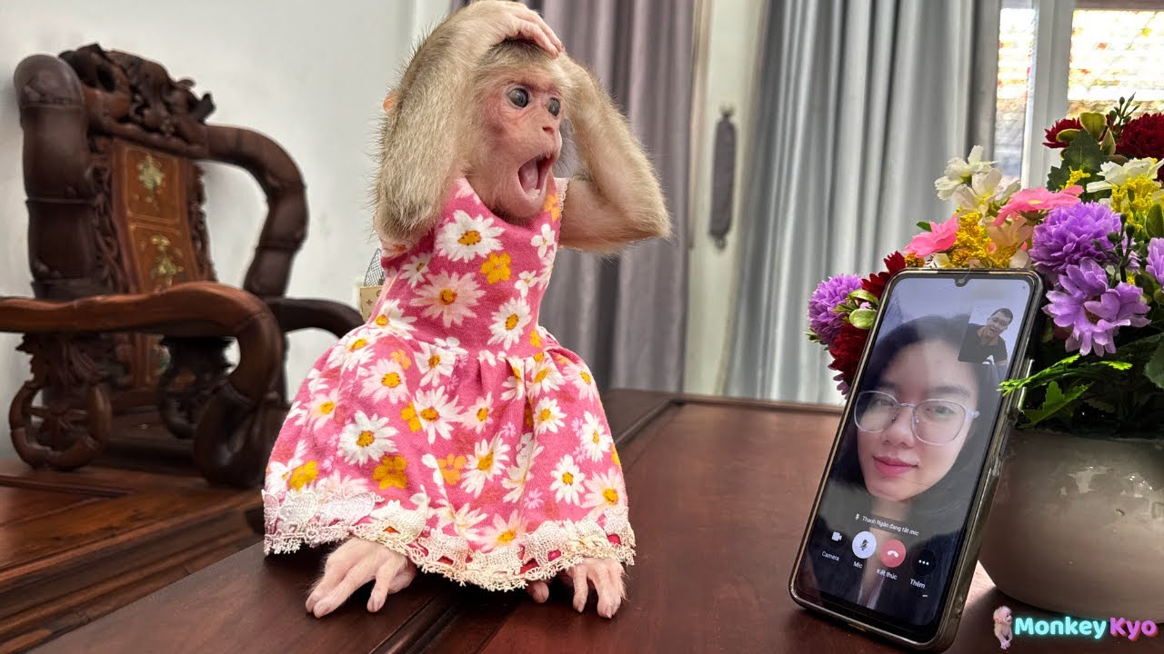 Dad's phone keeps ringing – Monkey Kyo reacts very smartly! - YouTube