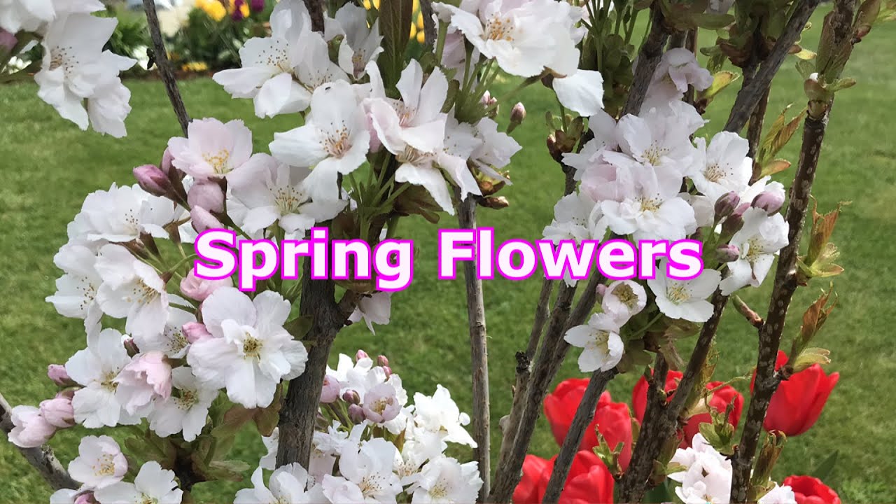 Prunus 'Amanogawa' Cherry Tree Blossoms - YouTube