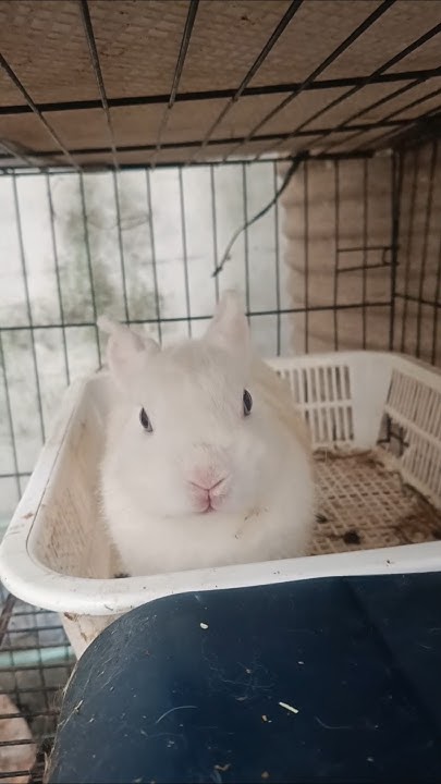 #vlog #rabbit - YouTube