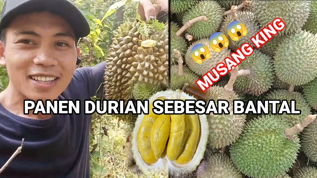 cara panen durian pohon tinggi dan besar | how to harvest a good durian ...