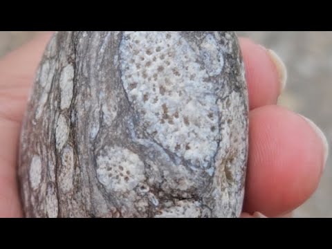 Lots of different fossils, puddingstone, and pottery sweet treasures ...