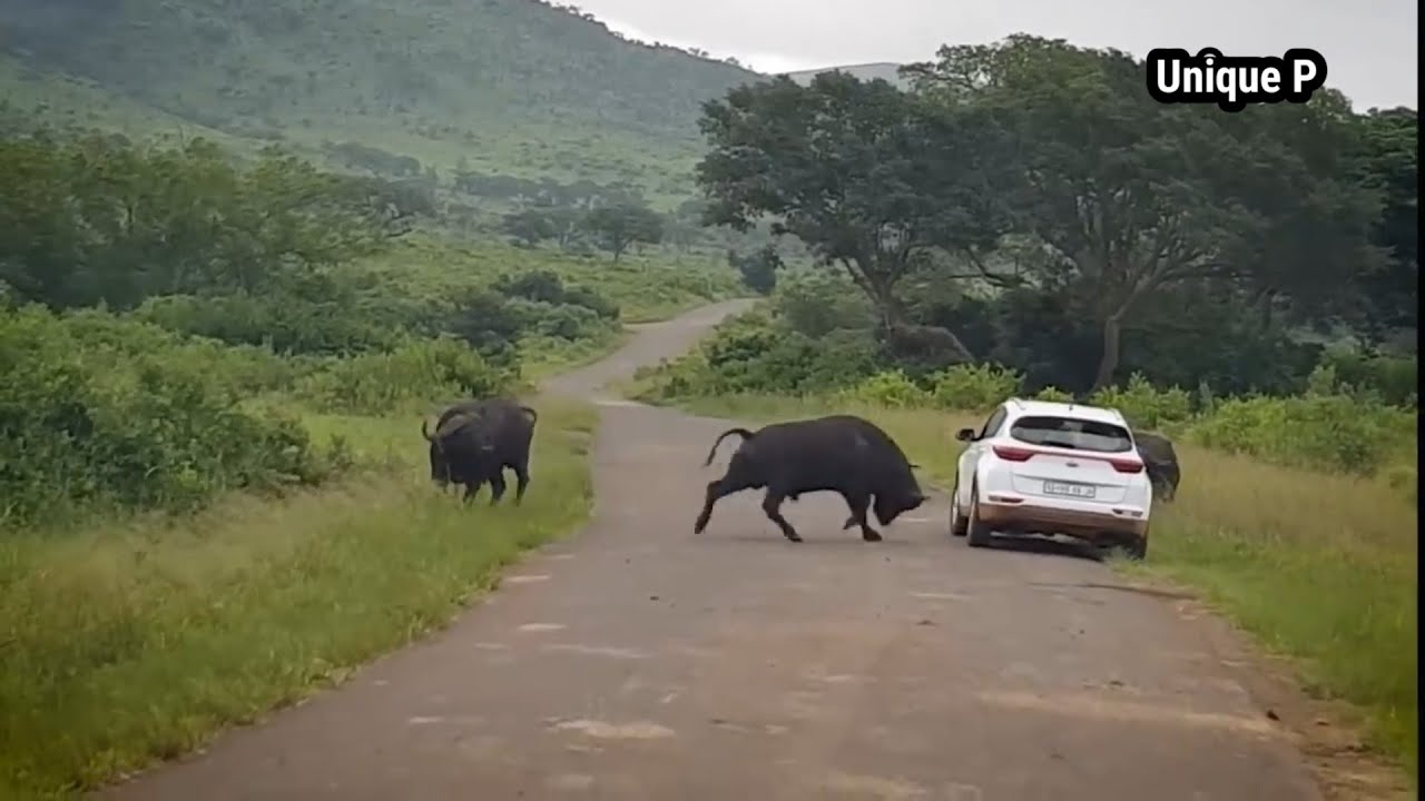 African battering machine - BUFFALO IN ACTION! - YouTube