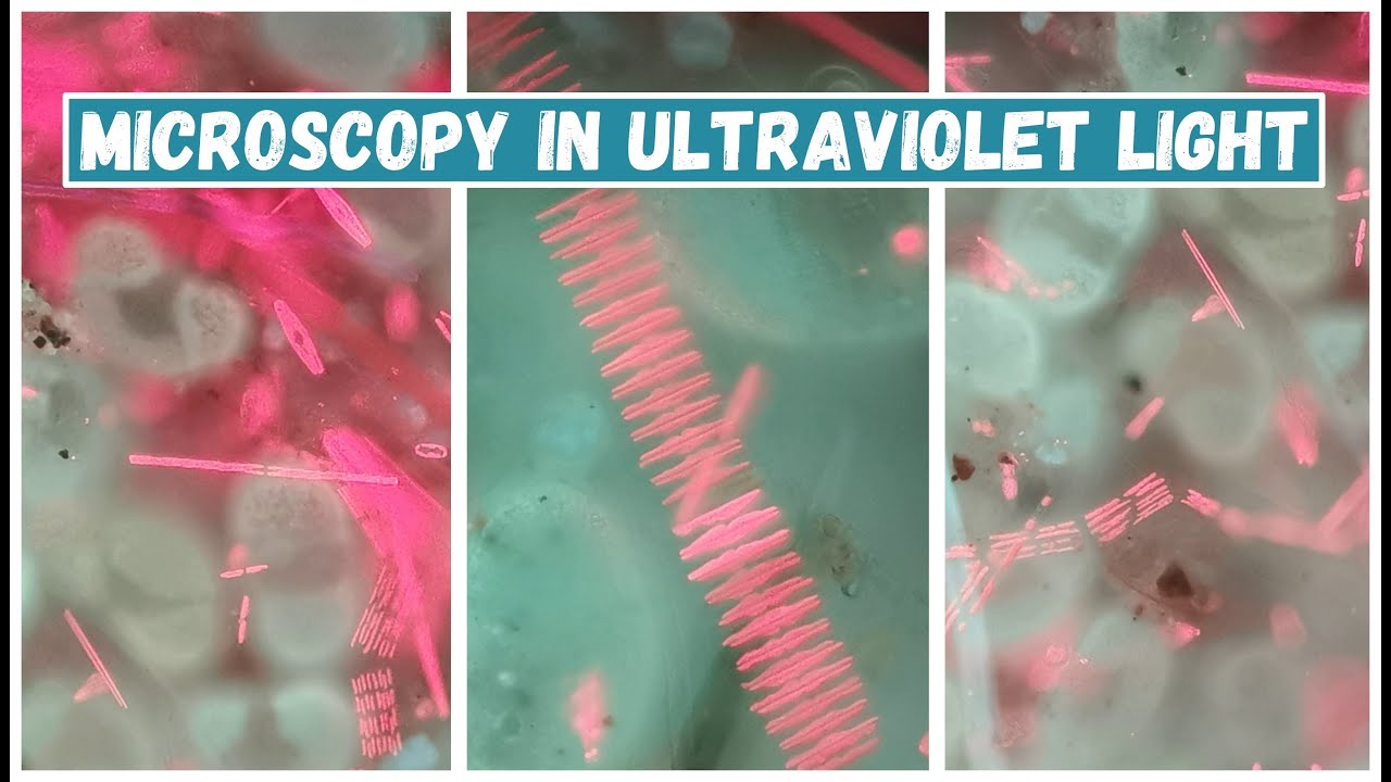 Microscopy in ultraviolet light - YouTube