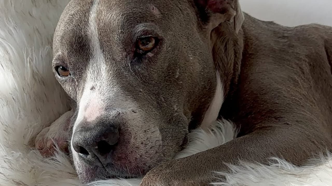 This sad dog was rescued, and now his life shines with new hope. - YouTube