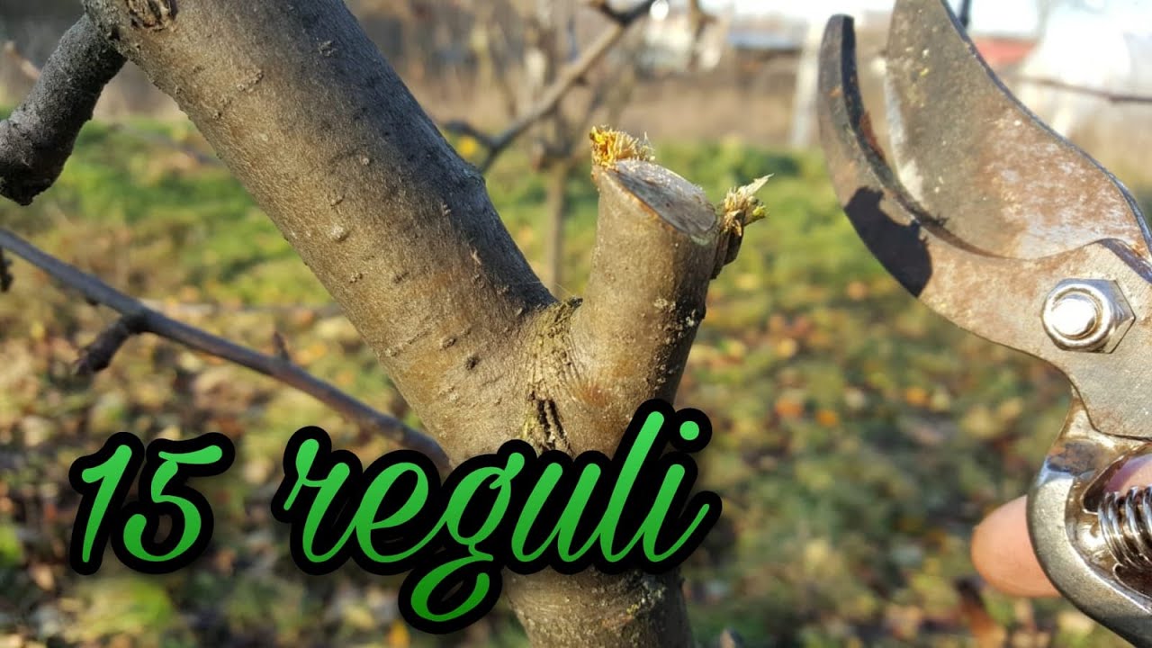 TAIEREA POMILOR 15 reguli sfaturi Cum curatam pomii fructiferi Exemple ...