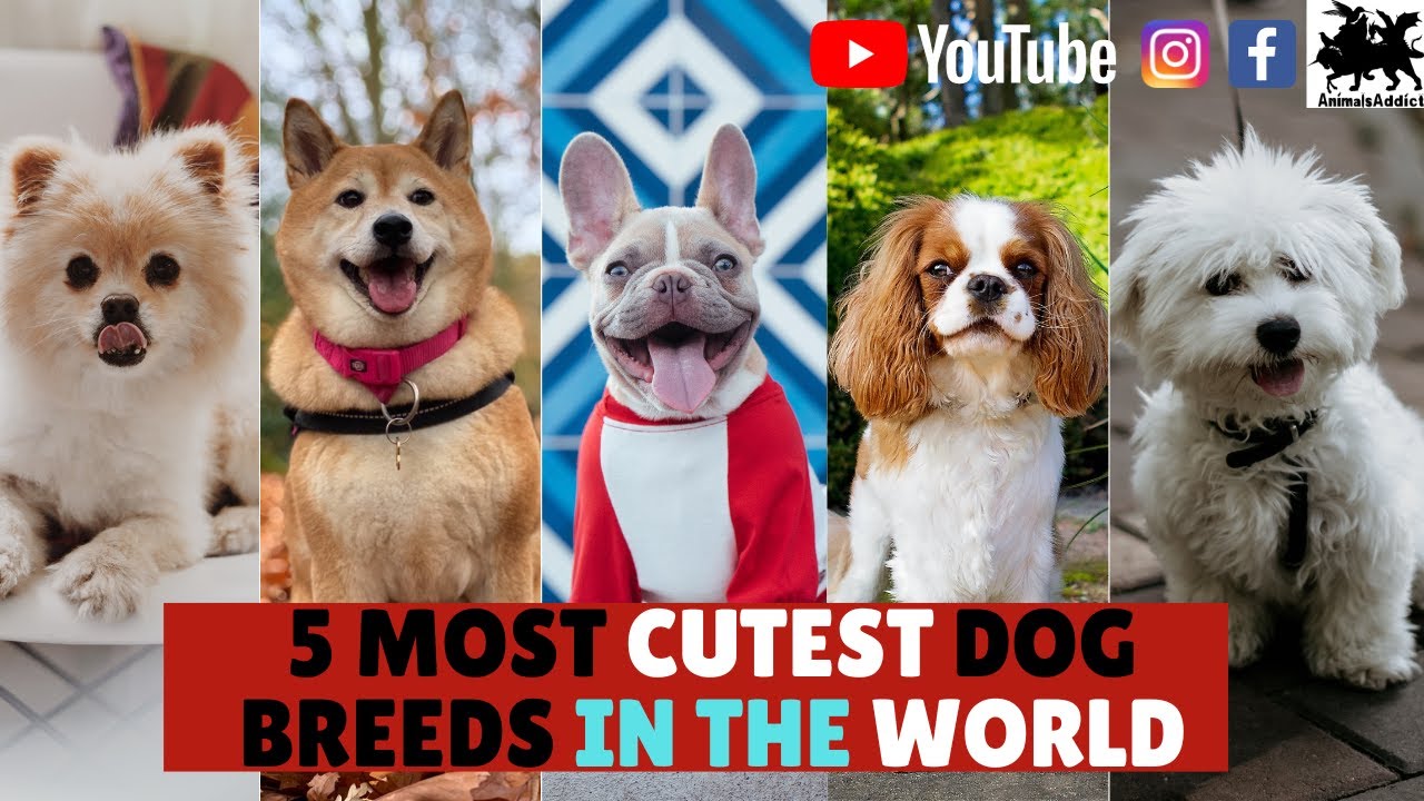 Top 5 Most Cutest Dog Breeds In the World You Must Love | Beautiful ...
