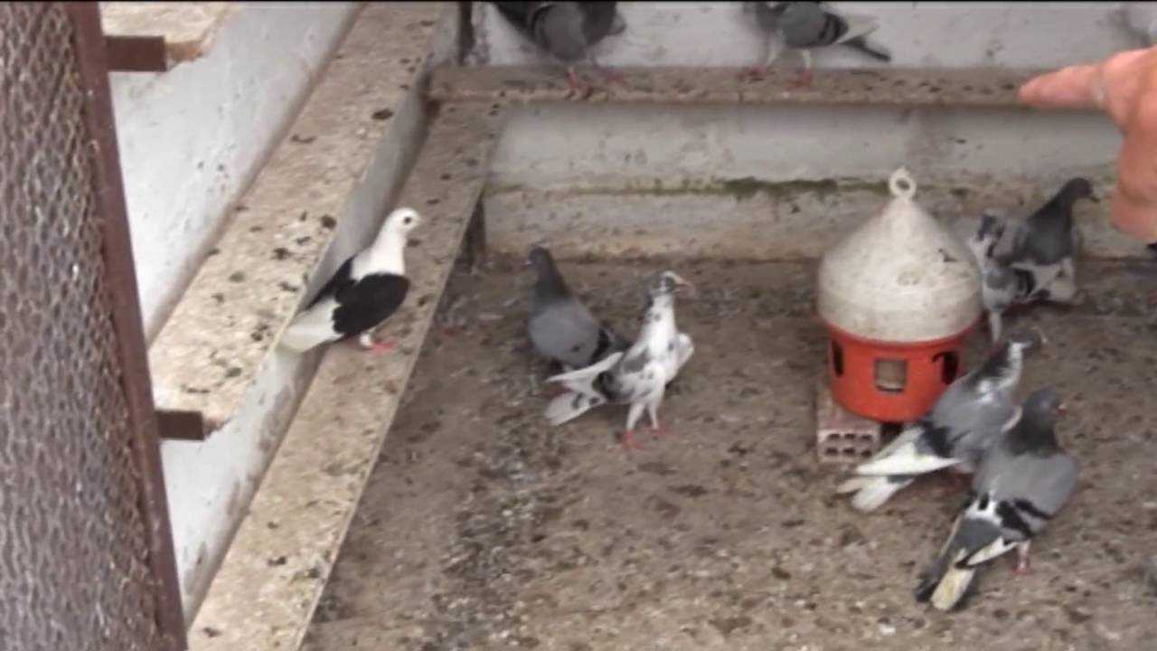 ΣΥΛΛΟΓΟΣ ΚΑΤΕΡΙΝΗΣ - ΓΙΟΡΤΗ ΠΟΥΛΙΩΝ 2016 - YouTube