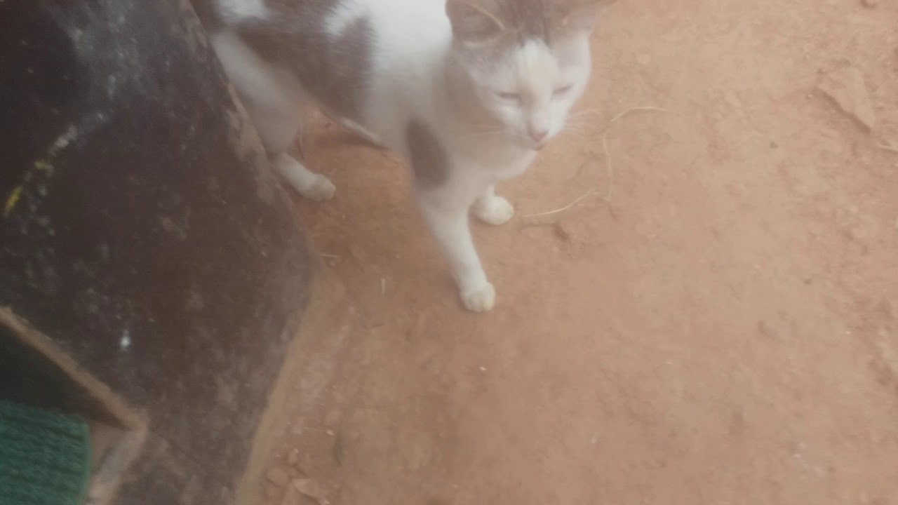 A cute cat falling from top - YouTube