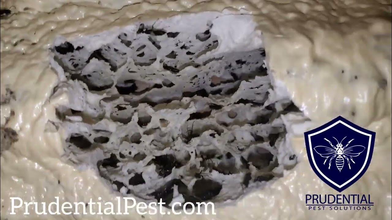 Carpenter Ant Nest in Foam Insulation - YouTube