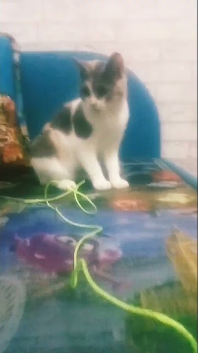 кошка играет с веревкой - YouTube