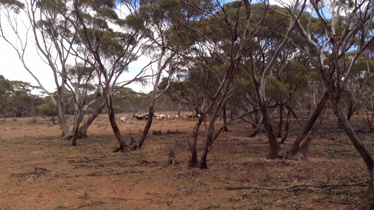 Smithfield working collie dog, TARN. - YouTube