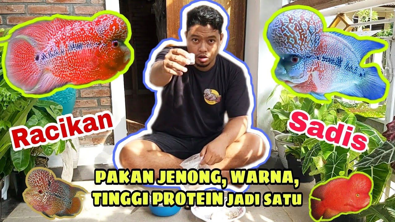 Cara Membuat Ikan Louhan Agar Tambah Jenong Dan Warna Coba Racikan
