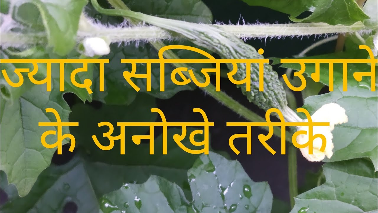 How to grow vegetables for kitchen garden // How to grow karela Or ...