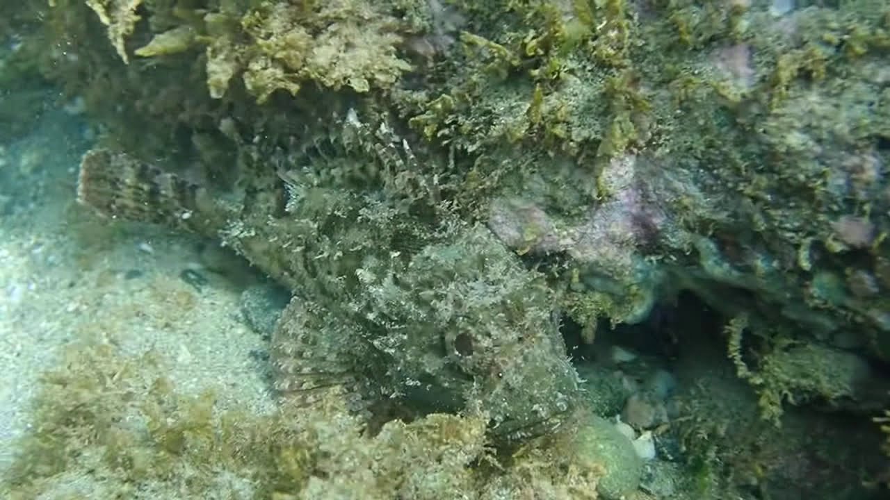 Rascacio Scorpaena porcus - YouTube