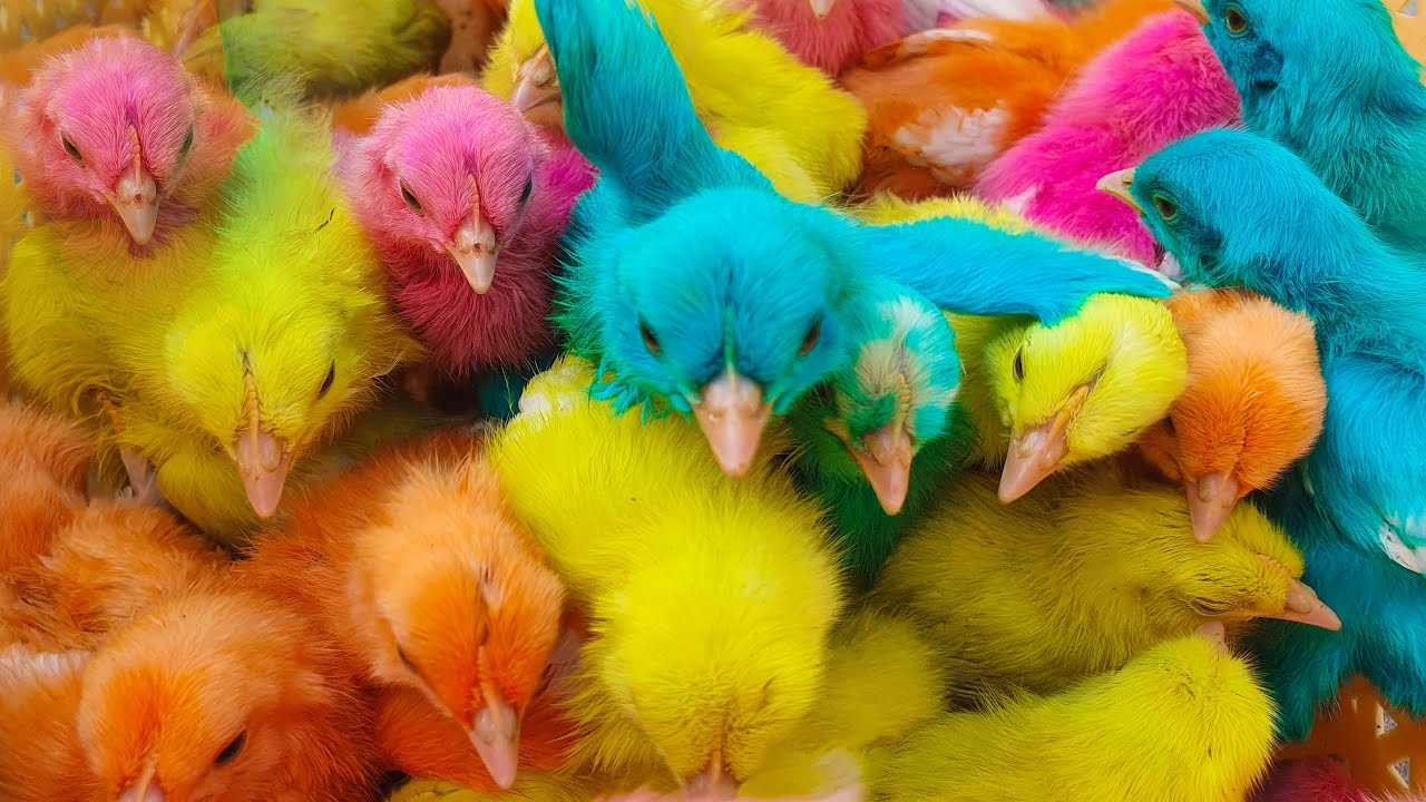 Catch millions of cute chickens,Colorful Chickens,Rainbow chickens,Cute ...