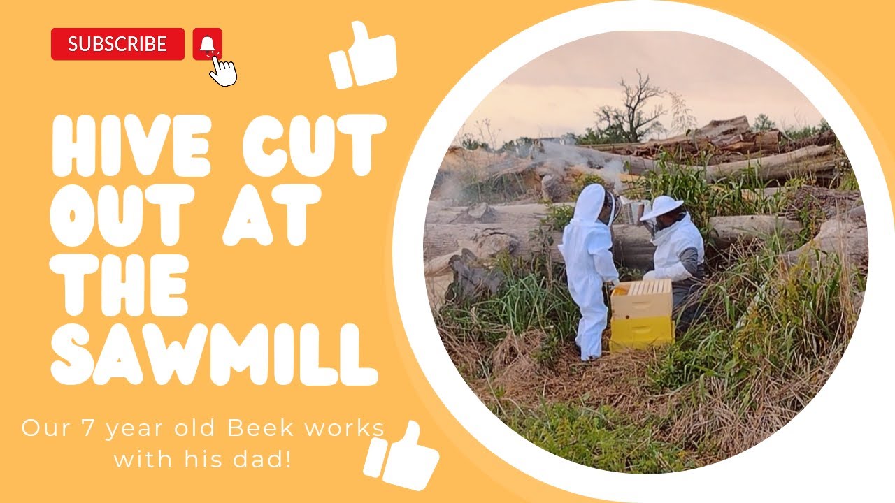 Hive cut out with our 7 year old! - YouTube