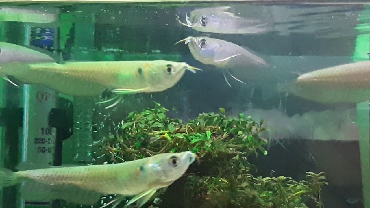 Baby arwana di aquascape - YouTube