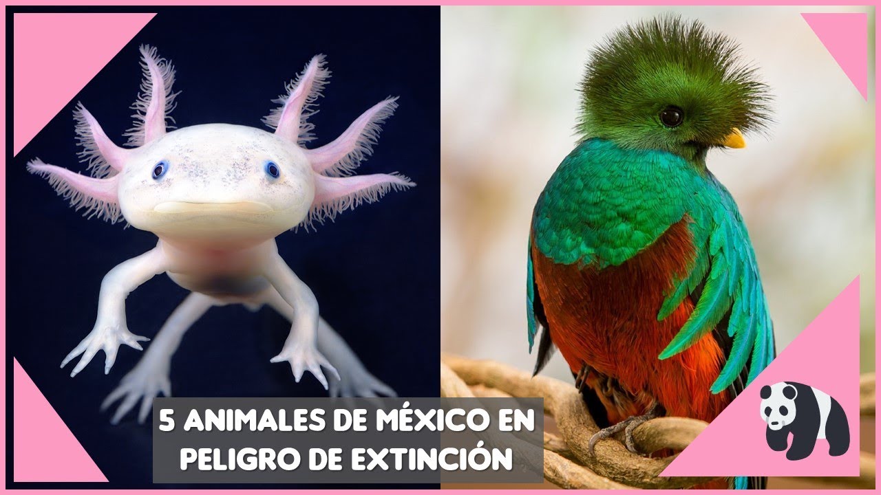 5 Animales De México En Peligro De Extinción - YouTube